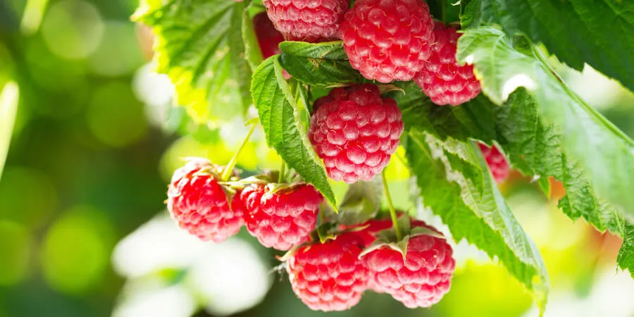 What to Do in the Garden in February | Robert Dyas